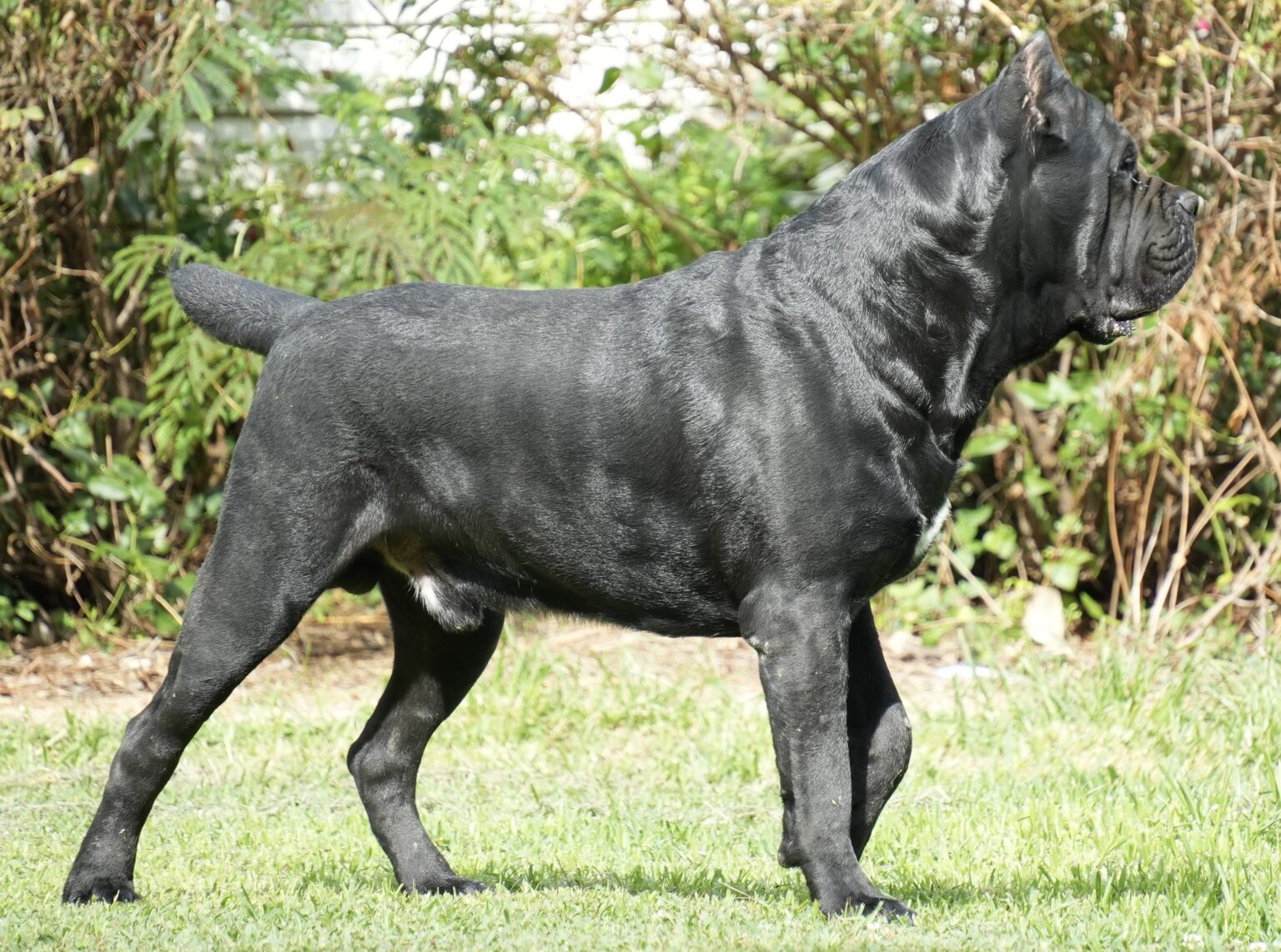 Male Cane Corsos - Valentinos Cane Corsos