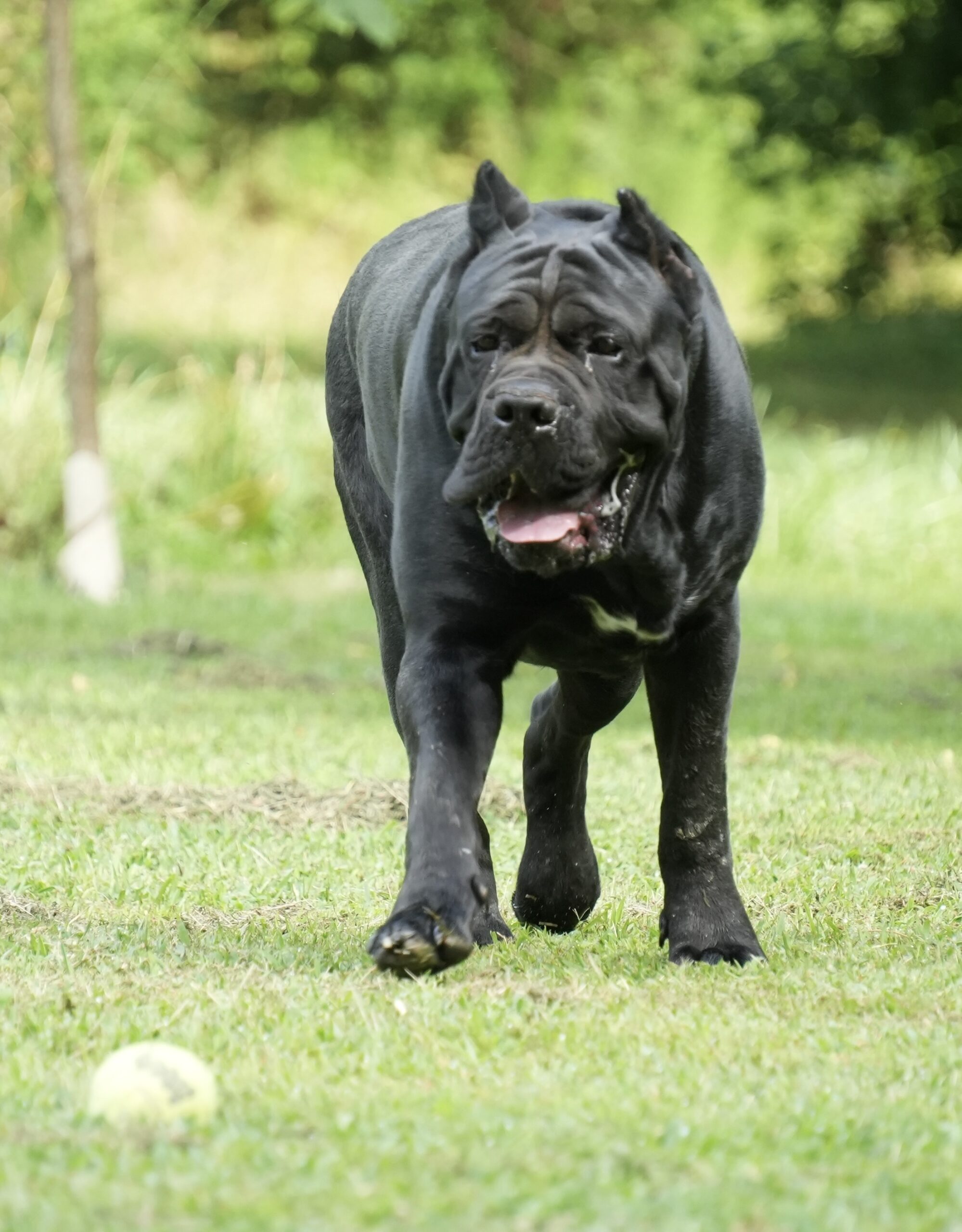 Male Cane Corsos - Valentinos Cane Corsos
